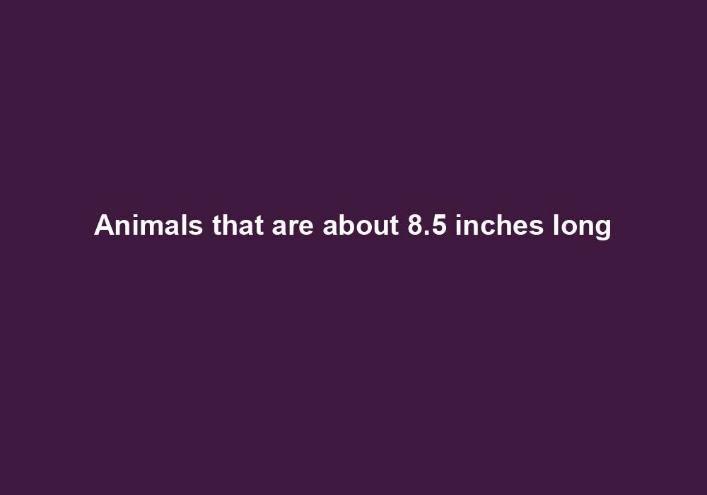 Animals that are about 8.5 inches long - Dimension Discovery